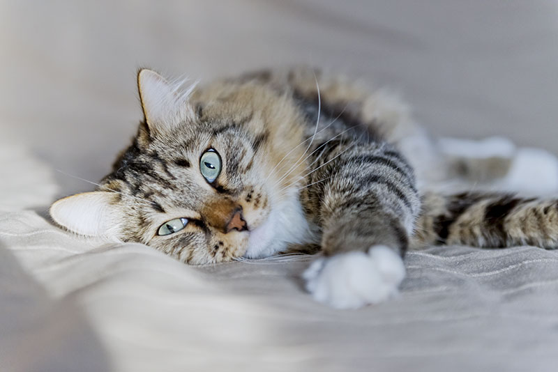 Éducateur félin Fondettes | éducation chat Tours, 37